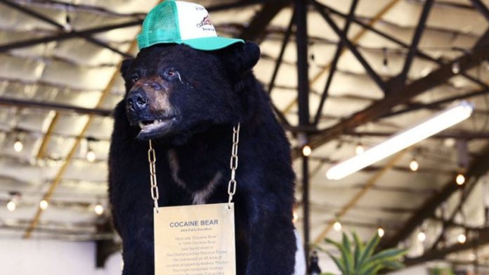 Conheça a história REAL que inspirou ‘O Urso do Pó Branco’, filme que ...