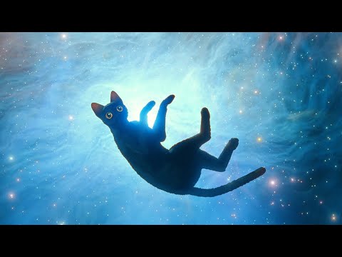 Miniatura do vídeo: FLOW | Trailer oficial | CinePOP